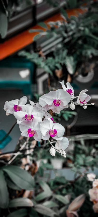 Little gem stripes orchid stock image. Image of orchid - 263249855