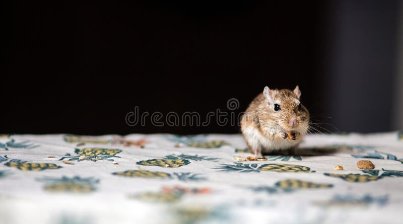 Little Gerbil Mouse Eat Seeds and Grains on the Table Stock Photo ...
