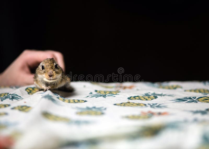 Gerbil mouse 2 stock image. Image of rodent, mice, little - 6136013
