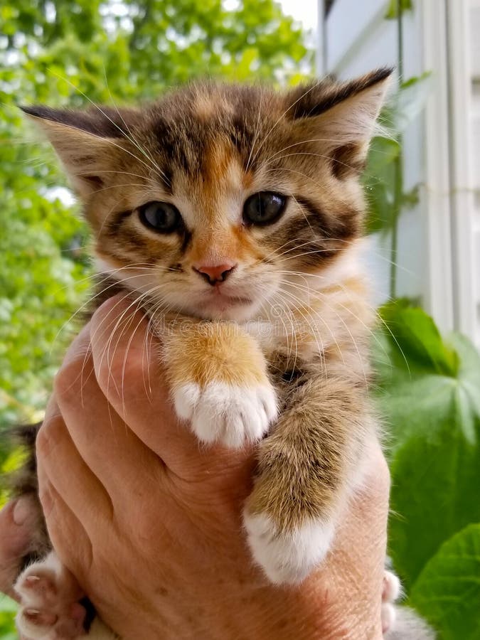 Little Ginger Kitten Sits on Hands and Looks with a Pitiful Look Stock ...