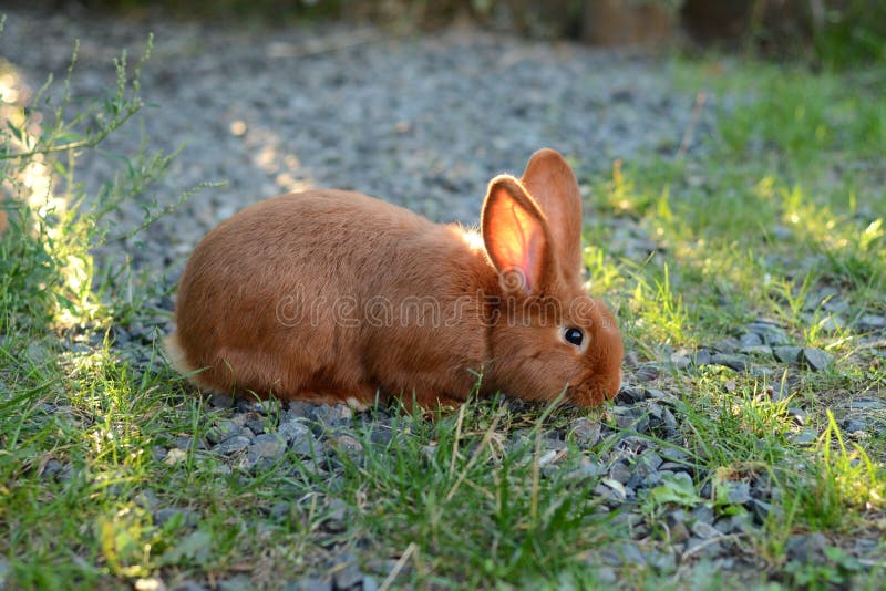 A Little Ginger Rabbit Eats Green Grass. Stock Image - Image of warmth ...