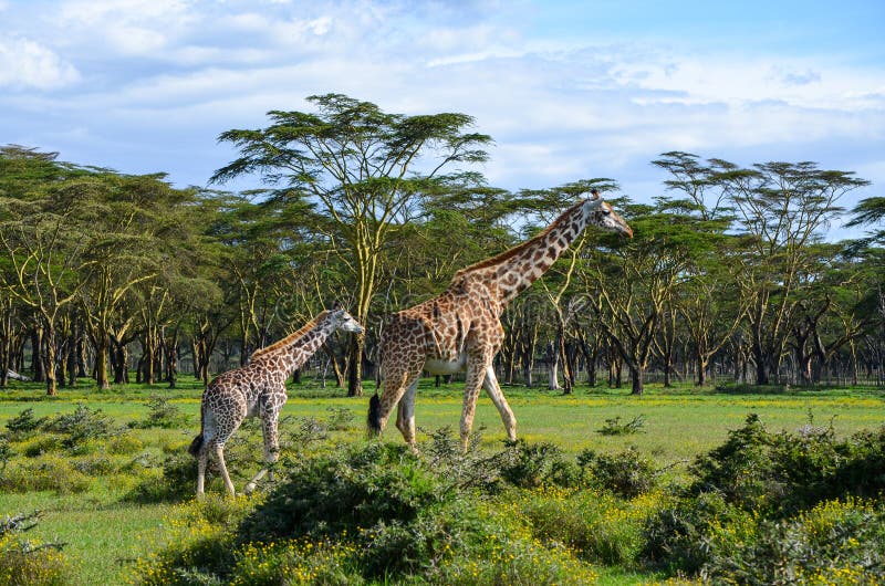 Little Giraffe Drinking Mother S Milk Stock Photo - Image of baby ...