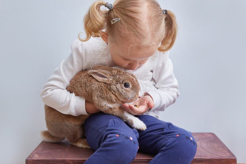 Little Girl Feeds from the Hands of a Decorative Rabbit a Pet Stock ...