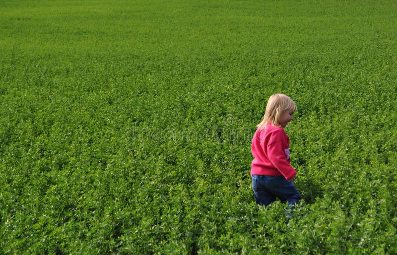 Little girl in field stock photo. Image of field, toddler - 20785120