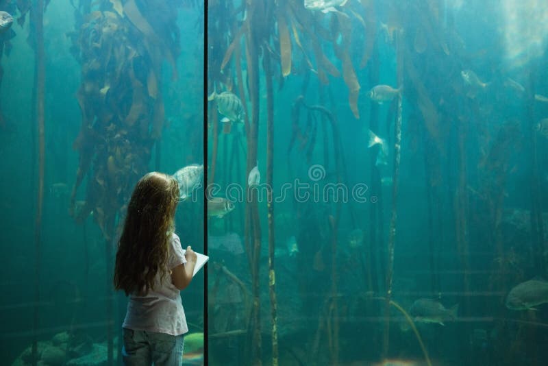 Little Girl Looking at Fish Tank Stock Image - Image of cute ...