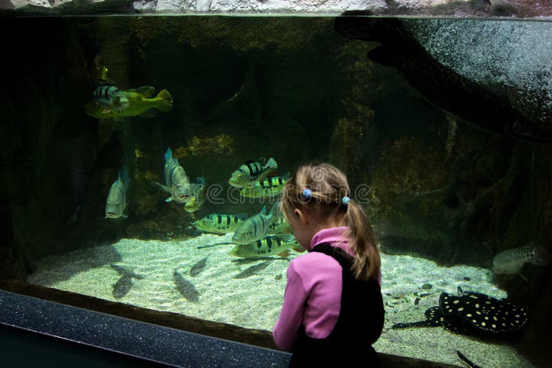 Little Girl Looks at Fish in Aquarium Stock Photo - Image of child ...