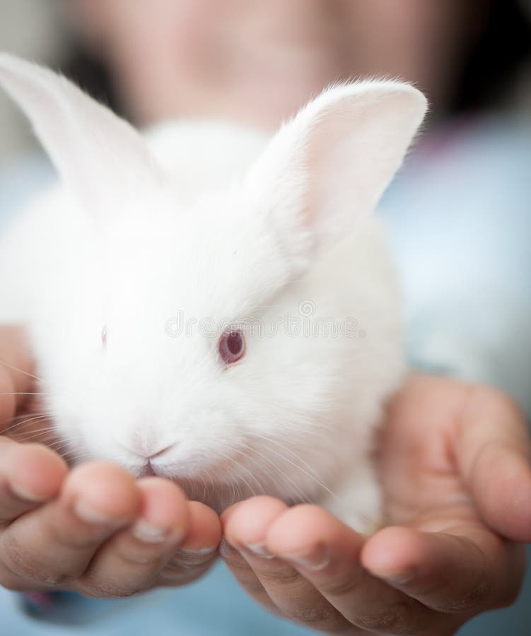 Little girl with rabbit stock image. Image of bunny - 143476619