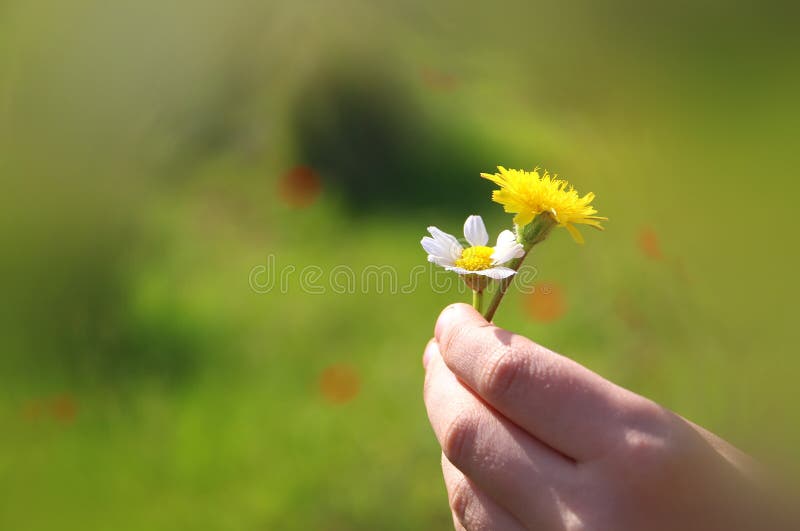 Little Girl S Hand Holding Spring Flower Stock Photo - Image of girl ...