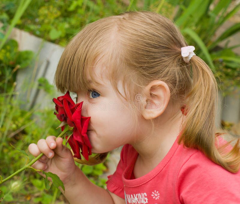 Little girl smelling rose stock photo. Image of childhood - 10409662