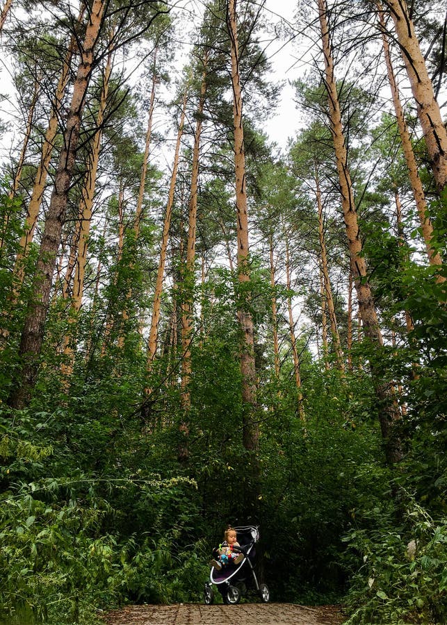 A Little Girl in a Stroller Next To Very Tall Pine Trees Stock Image ...