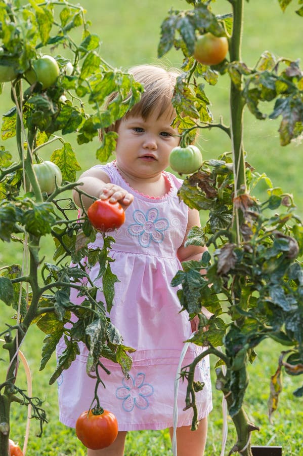 Little Girls Picked Tomatoes Stock Photo - Image of girl, happy: 76453954