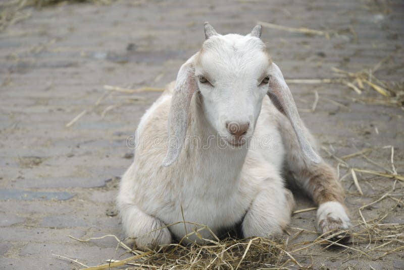 Little goat stock photo. Image of animal, baby, goat, spring - 1329744