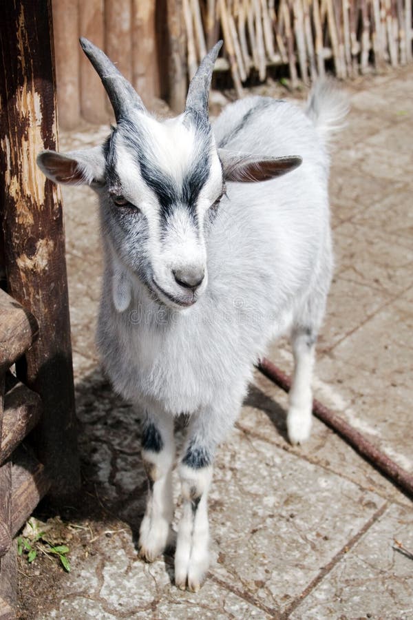 Little goat stock image. Image of black, little, goat - 14717807