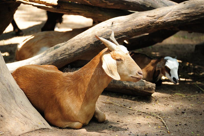 Little goat stock photo. Image of smile, goat, closeup - 19823020