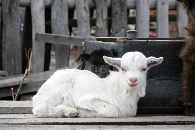 Baby Goats Heads stock image. Image of heads, goats, approach - 35105235