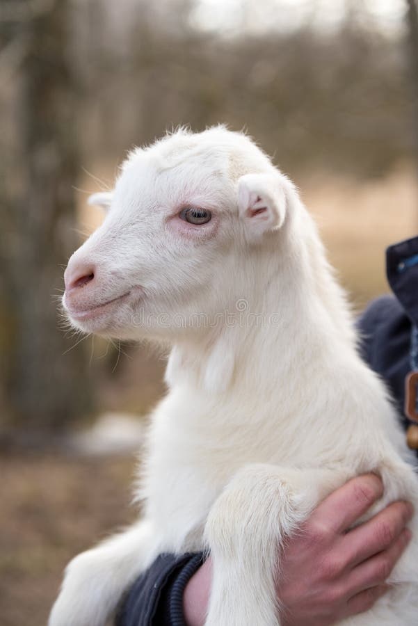 A Little Goat in the Arms of a Young Woman Stock Image - Image of ...