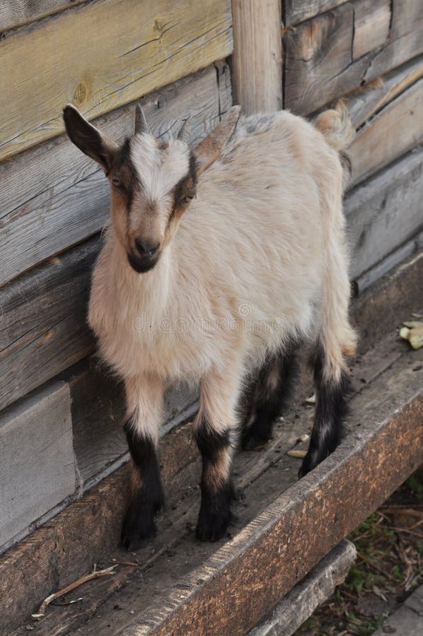 Little goat stock photo. Image of beautiful, fluffy - 252825160