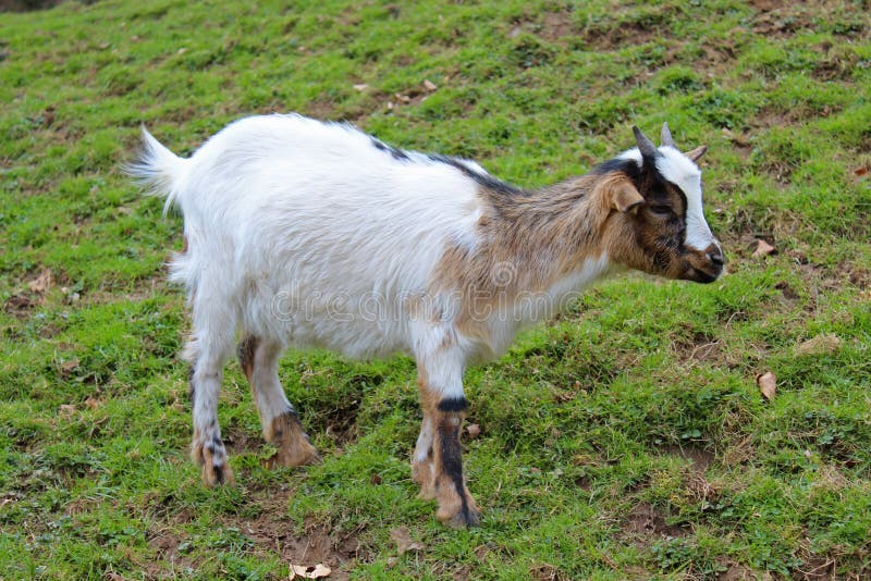 Little goat stock photo. Image of furry, field, baby - 52969118