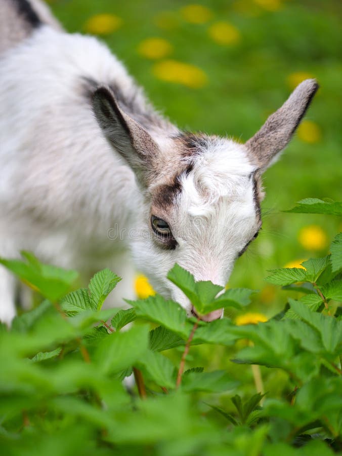 Little Goat Eats Grass on a Green Lawn Stock Image - Image of offspring ...
