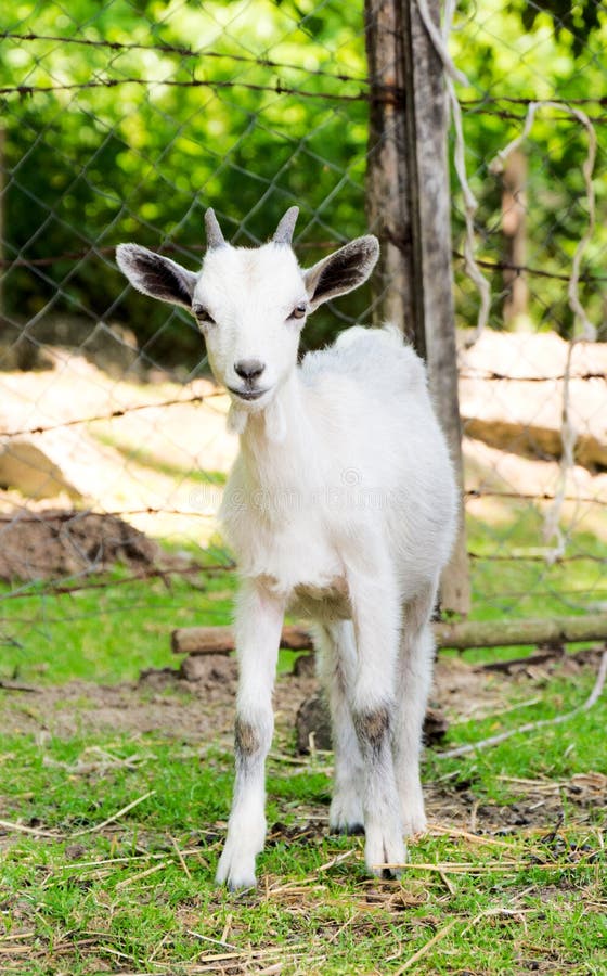 Little goat stock photo. Image of baby, soft, goat, infant - 41441910