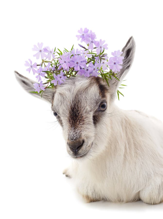 299 Goat Kid Flowers Stock Photos - Free & Royalty-Free Stock Photos ...