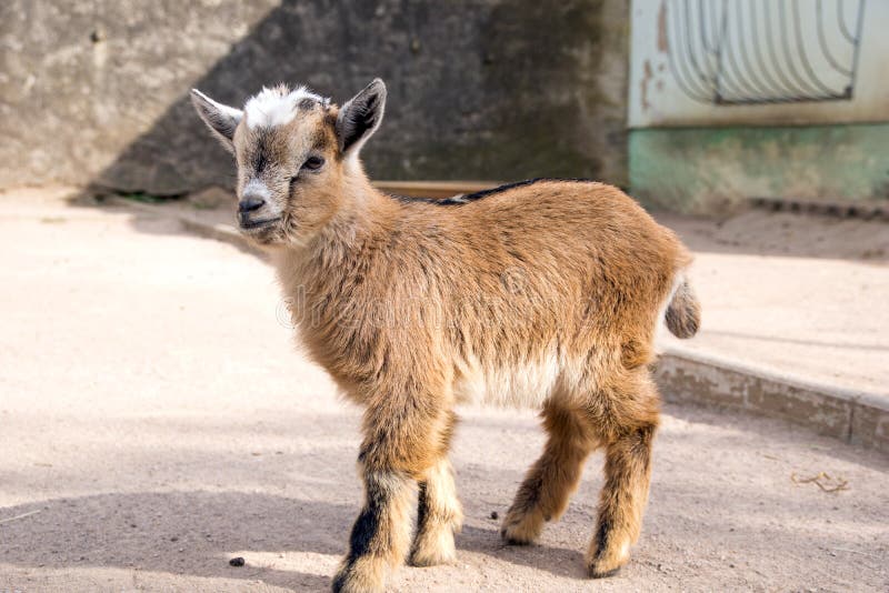 Little goat stock photo. Image of farm, enclosure, fawn - 57878368