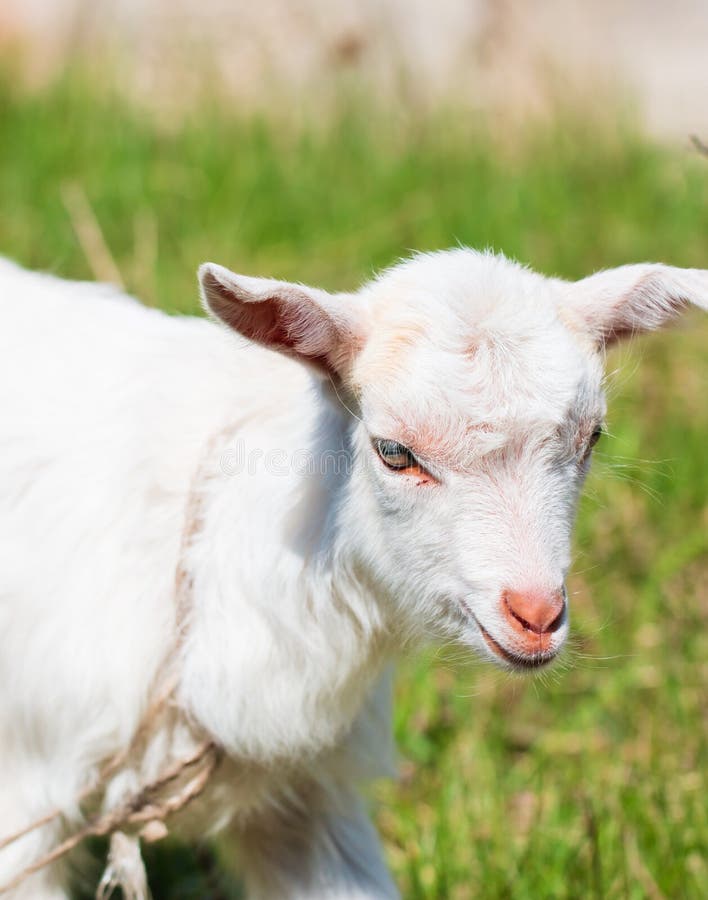 Little goat on the grass stock photo. Image of goat - 154479734