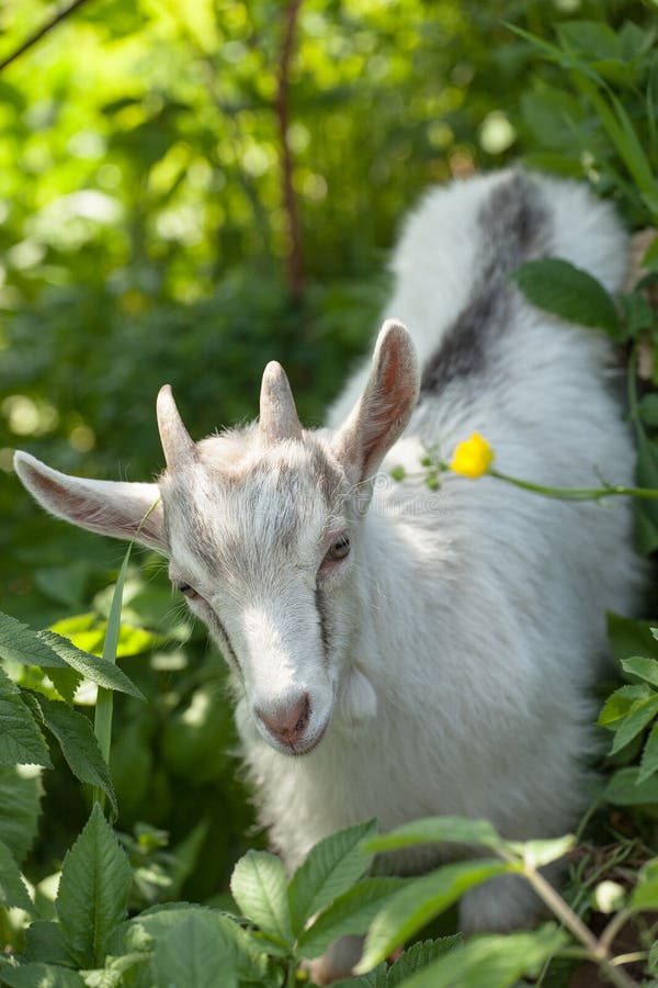 Little goat stock image. Image of eating, pets, mammals - 60899445