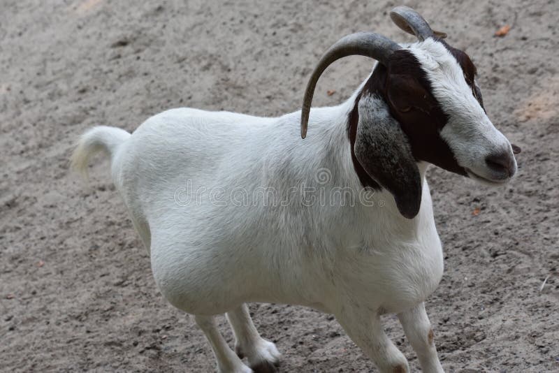 A Little Goat stock photo. Image of animal, farming - 126134456