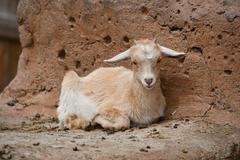 A Little Goat stock image. Image of goat, herbivore - 291177163