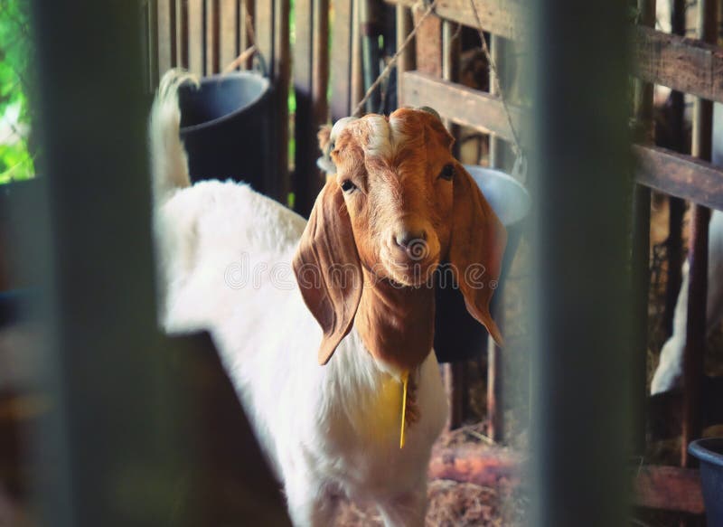 Little goat stock photo. Image of goat, animal, farming - 205884190