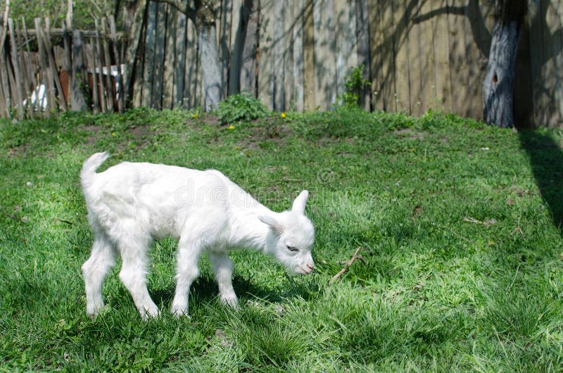 Little goat small white stock image. Image of sweetly - 236903861