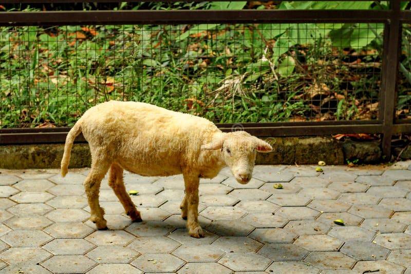 A Little Goat Standing on the Ground Stock Photo - Image of dessert ...
