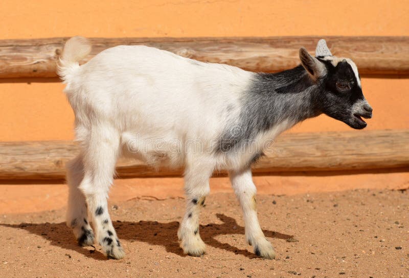 Little goat stock image. Image of domestic, shot, looking - 40282709