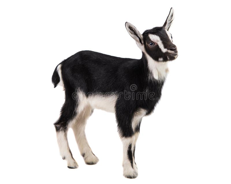 Rear View of a Toggenburg Goat Looking Away Against White Background ...