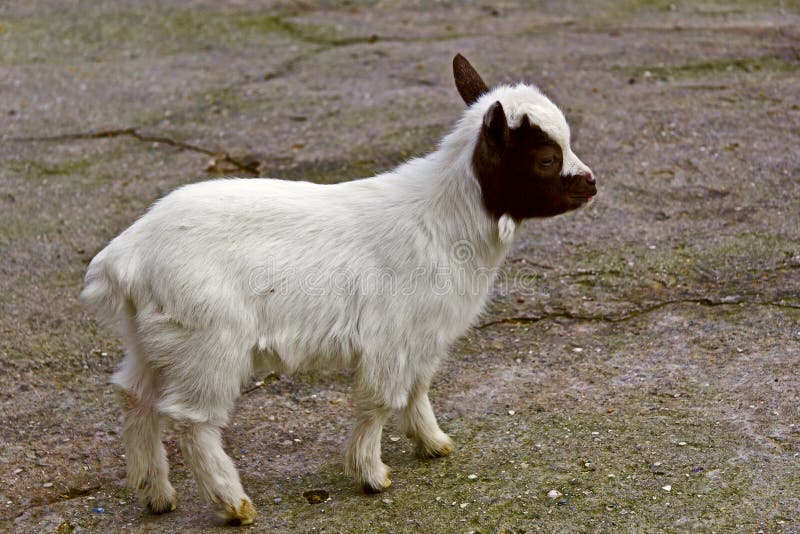 Little Goatling in the Arms of a Teenage Girl Stock Photo - Image of ...