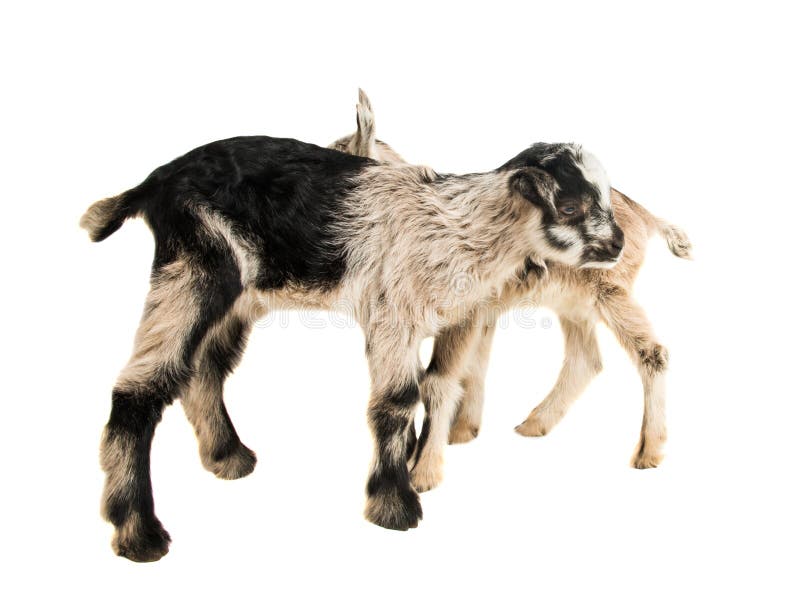 Little goatling stock image. Image of breed, length - 112405375