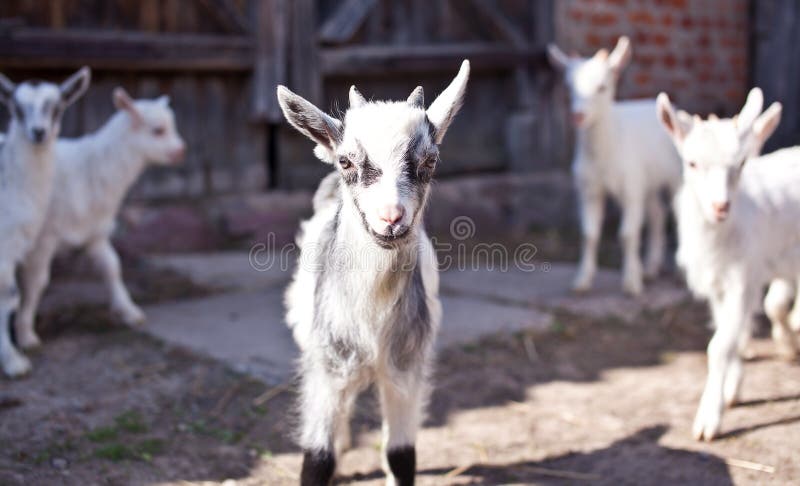 Little goats stock photo. Image of goat, livestock, corral - 41060324