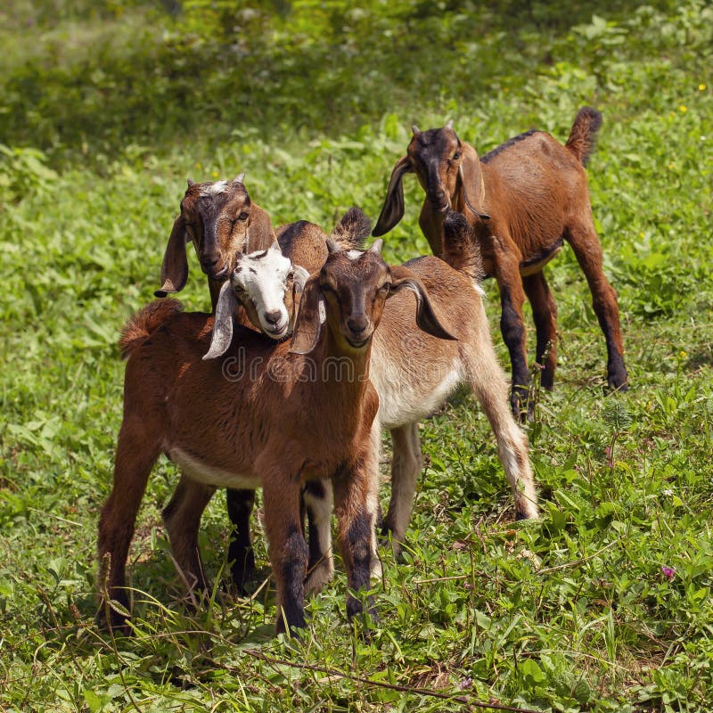 Little Goats on the Grass in Summer Stock Photo - Image of country ...