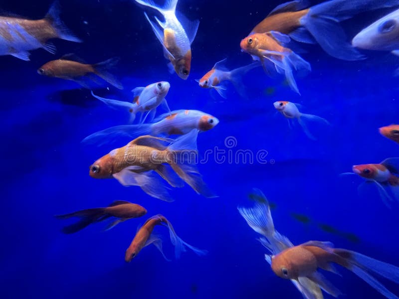 Little goldfish stock photo. Image of life, goldfish - 268249860