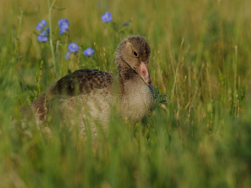 Little Goose stock image. Image of animals, bird, meadow - 25095293