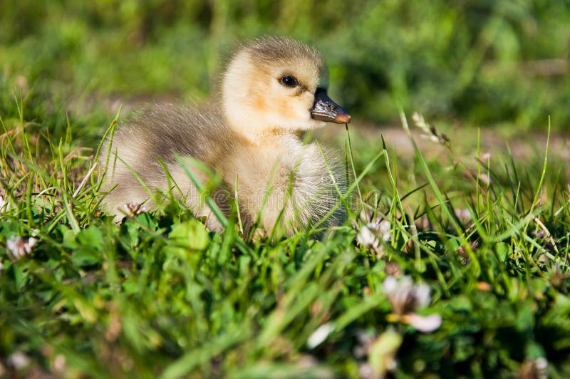 Little goose baby stock photo. Image of goose, white - 56694710