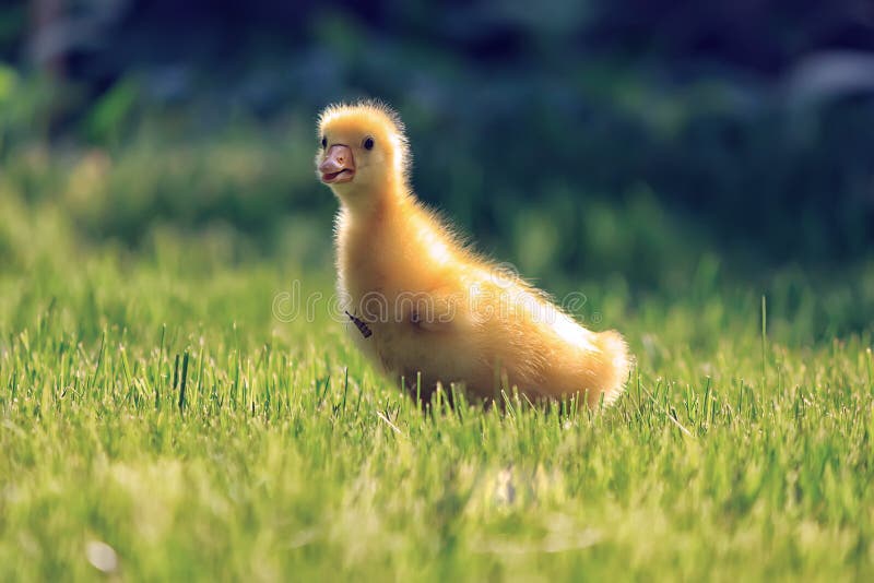 Little Goose on Green Grass Stock Photo - Image of lawn, fledgling ...
