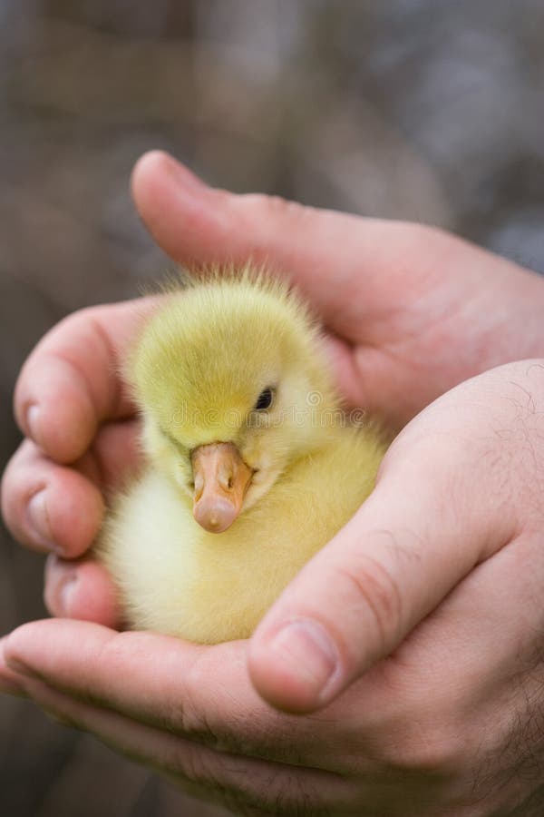 Little Goose In A Human Hands Picture. Image: 5404513