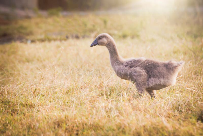 Little goose stock photo. Image of wild, duck, farm, looking - 65647380