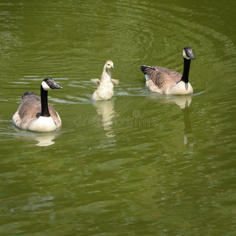 Little Goose in the Water with Two Parents Stock Photo - Image of ...