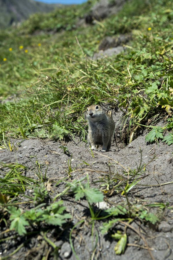 The Little Gopher Ran Out of His Hole Stock Image - Image of gopher ...