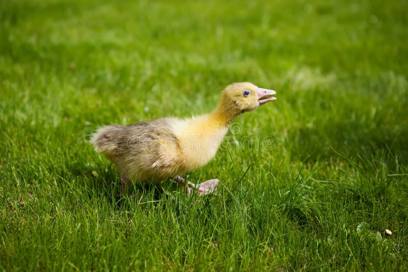 Little gosling stock image. Image of farm, fluff, countryside - 24638665