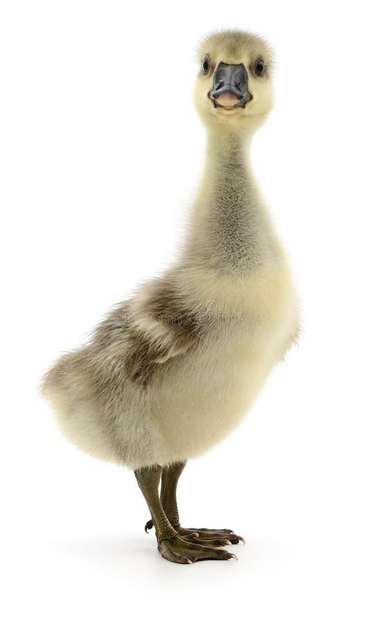 Little pig stock image. Image of pink, small, barn, pork - 9163703