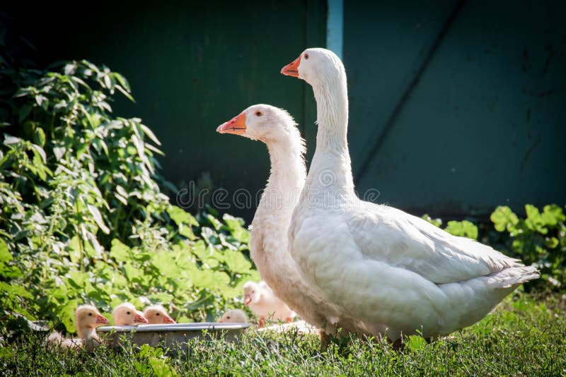 Little Gosling Resting on the Green Grass Stock Image - Image of ...